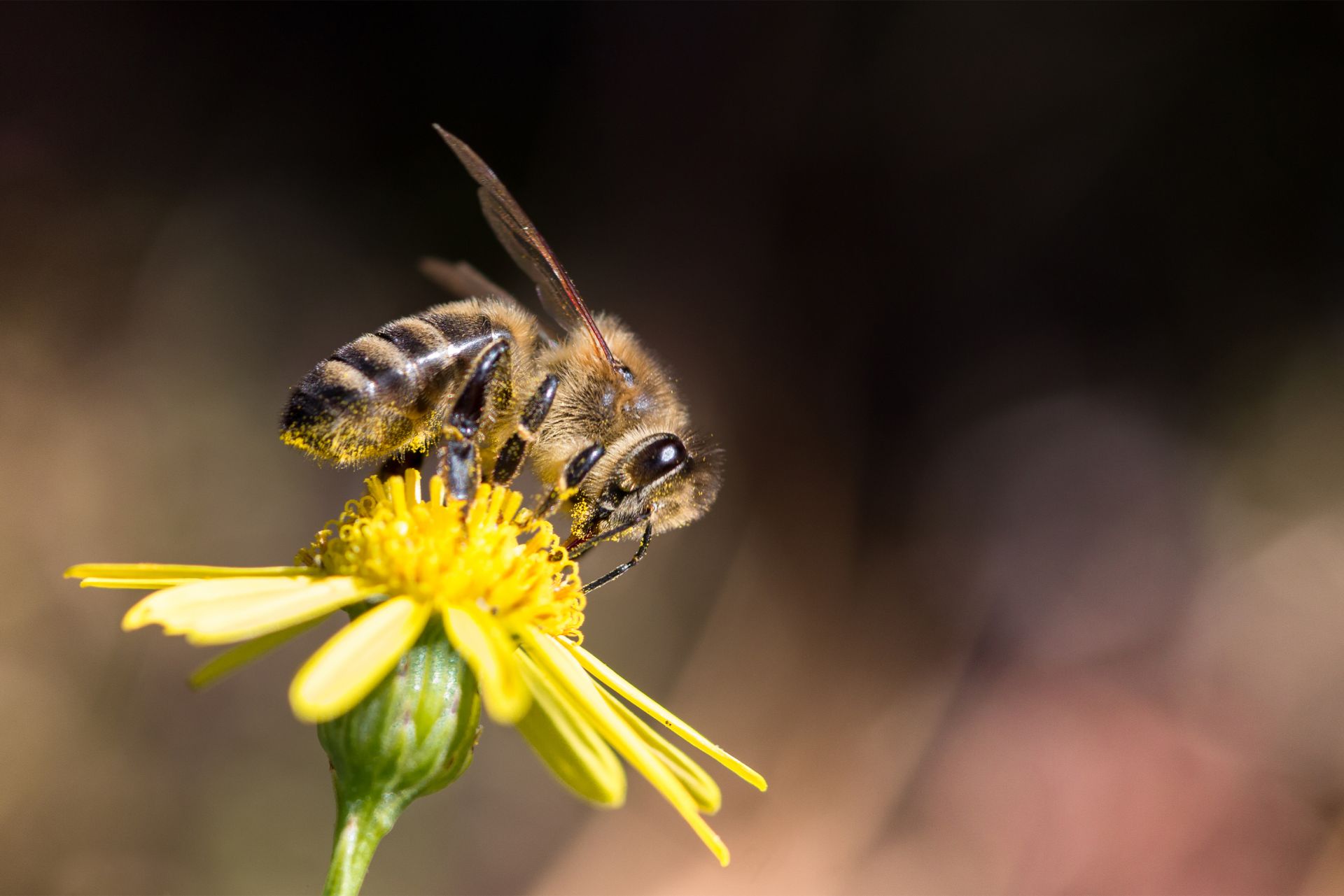 Biene auf Blüte | klein (DIN A4) | ohne | art10106.13